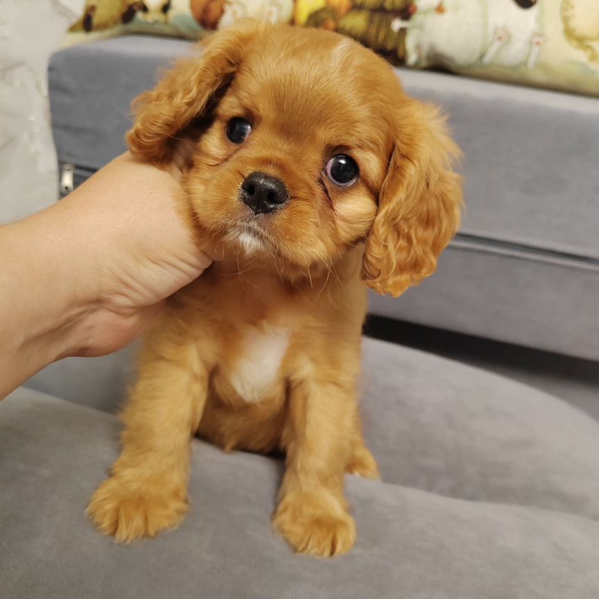 Кавалер кинг чарльз щенки