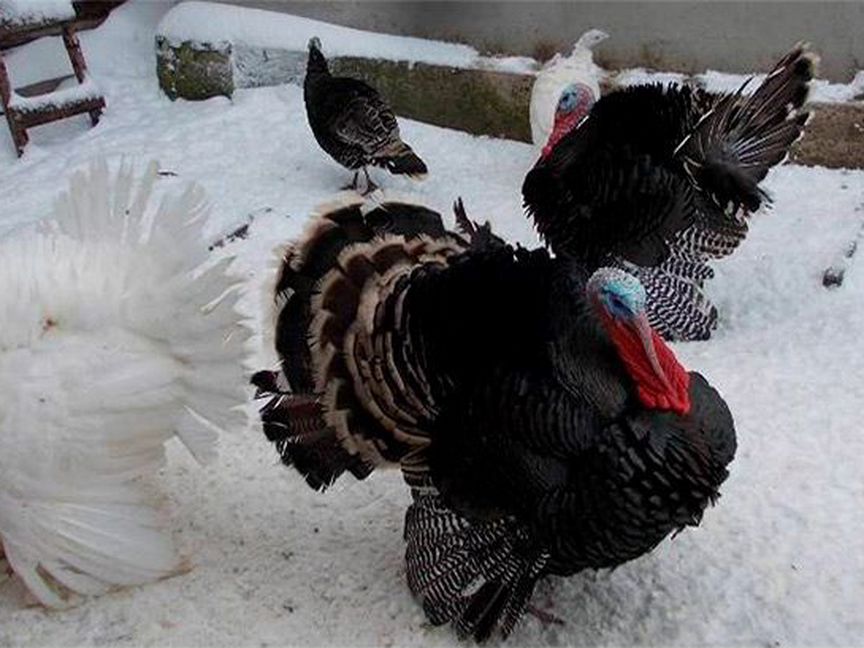 Индюшки семья