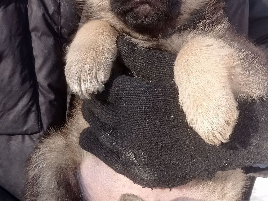 Крепкая щенулька,2 мес