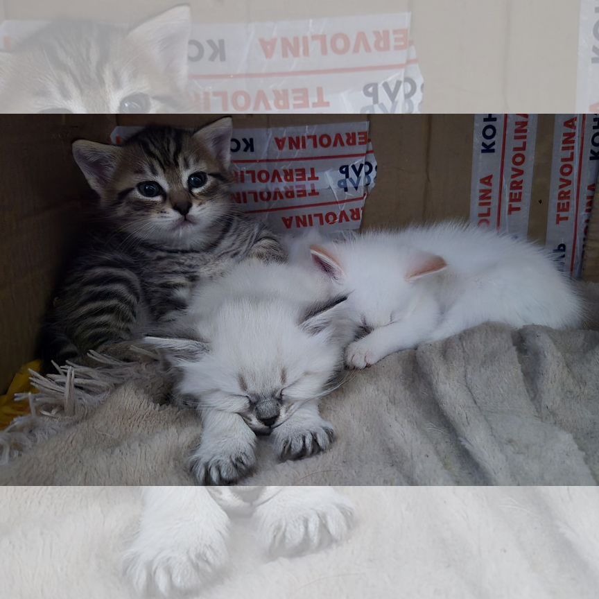 Котята в добрые руки