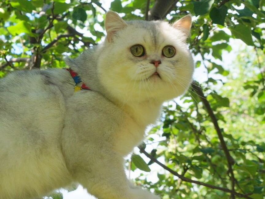 Серебристая шиншилла кот