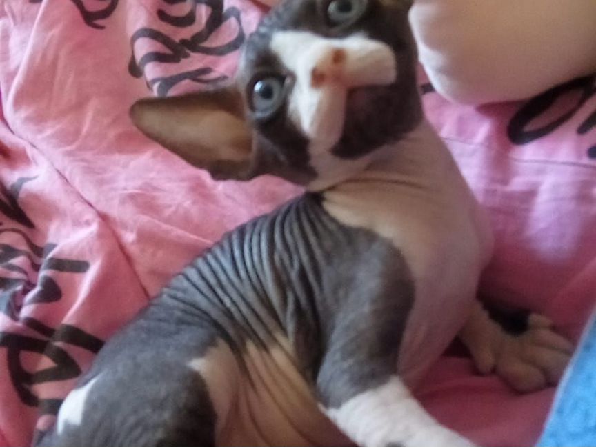 Канадский сфинкс котенок