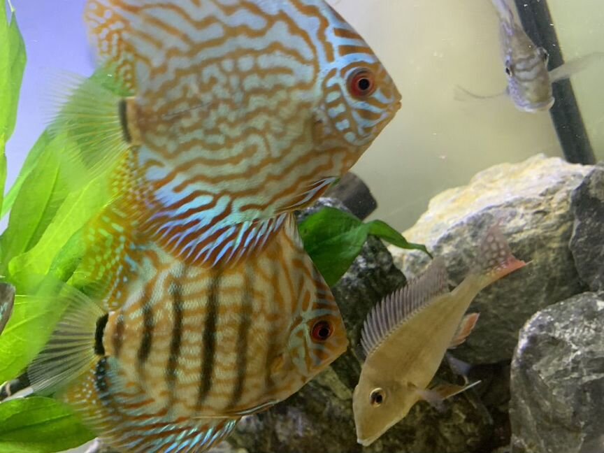 Дискус Туркис