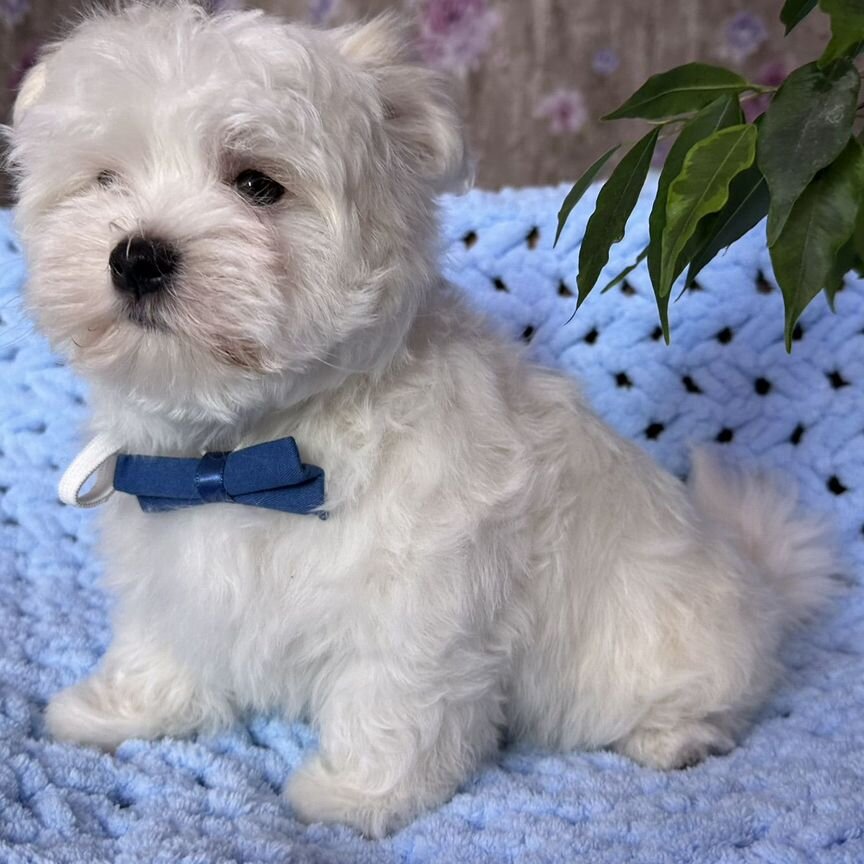 Мальтийская болонка, щенок