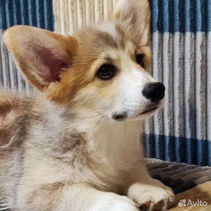 Рыжик. Корги. РКФ