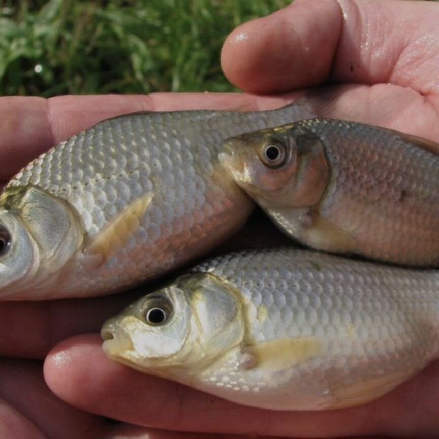 Живец карась, цена за кг