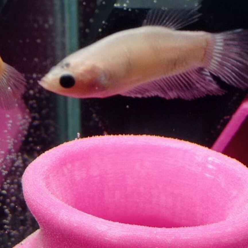 Рыбки Петушки