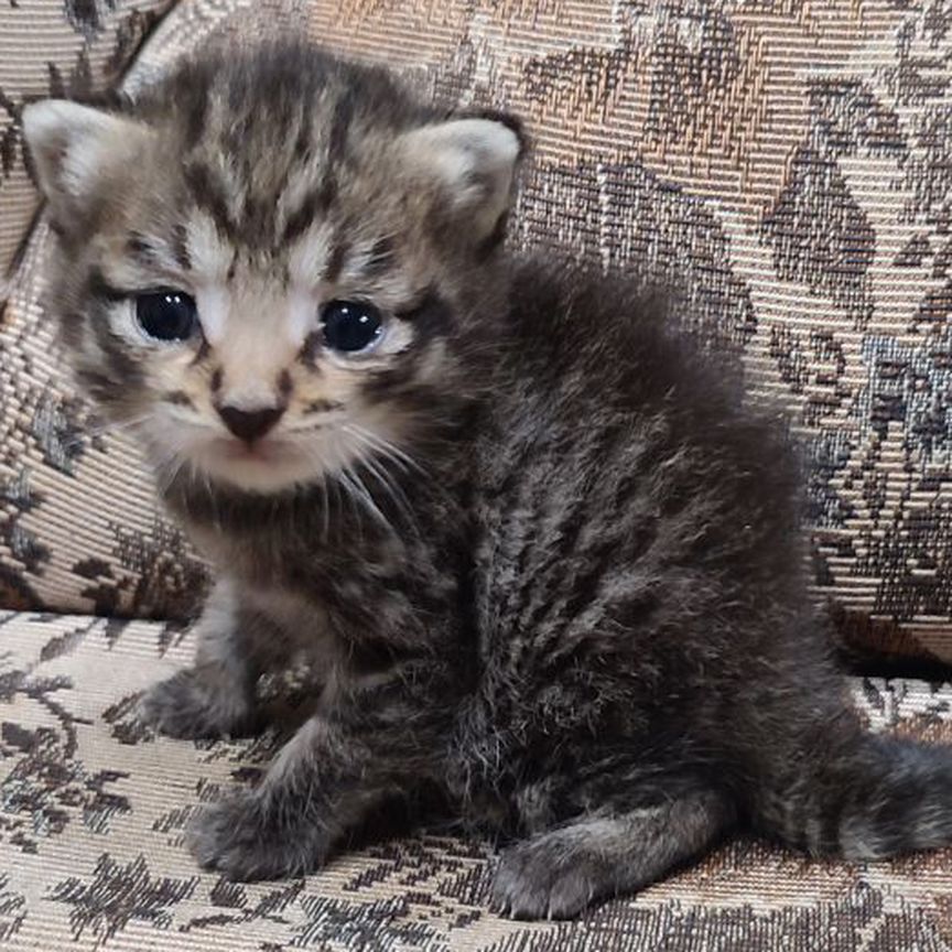 Котята