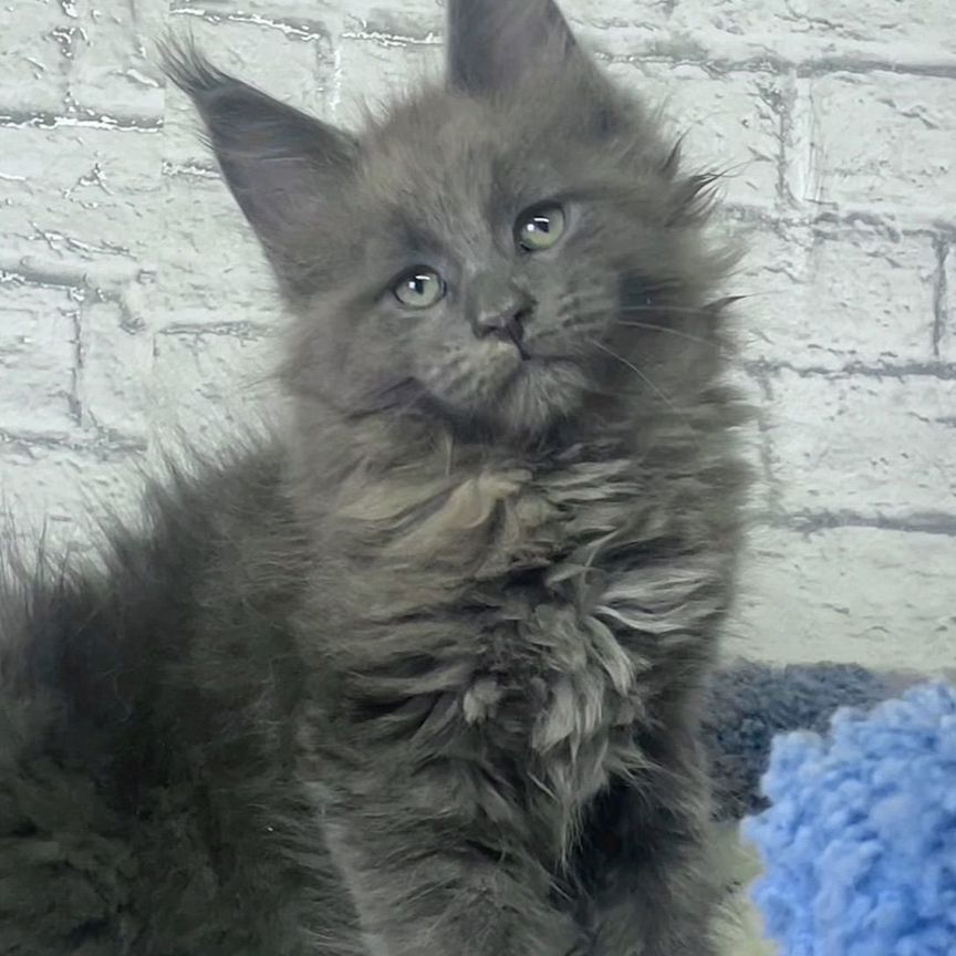 Мейн-кун кошечка