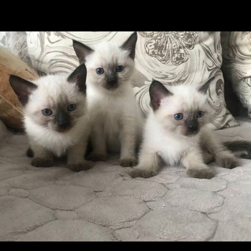 Тайские сиамские котята
