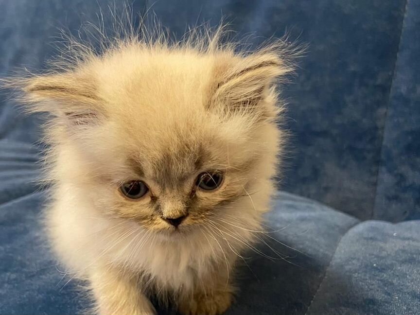 Шотландский прямоухий котенок