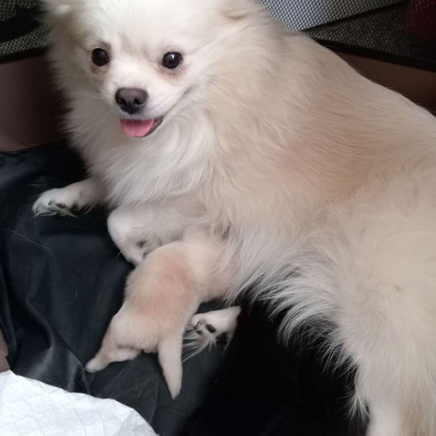 Щенки шпица