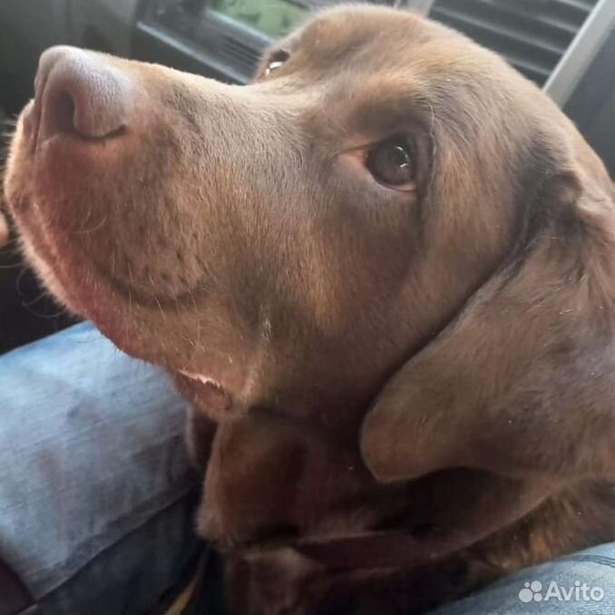 Взрослая девочка лабрадора