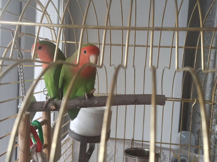 Пара неразлучников