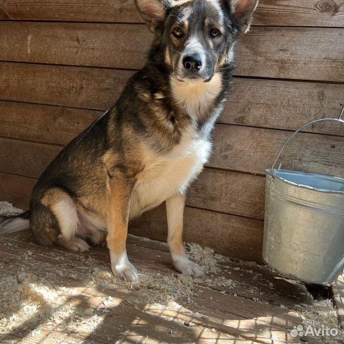 Гром может остаться за решеткой приюта