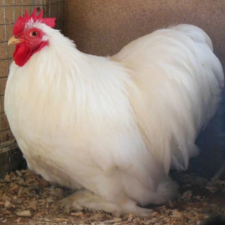 Петухи, карликовый кохинкин