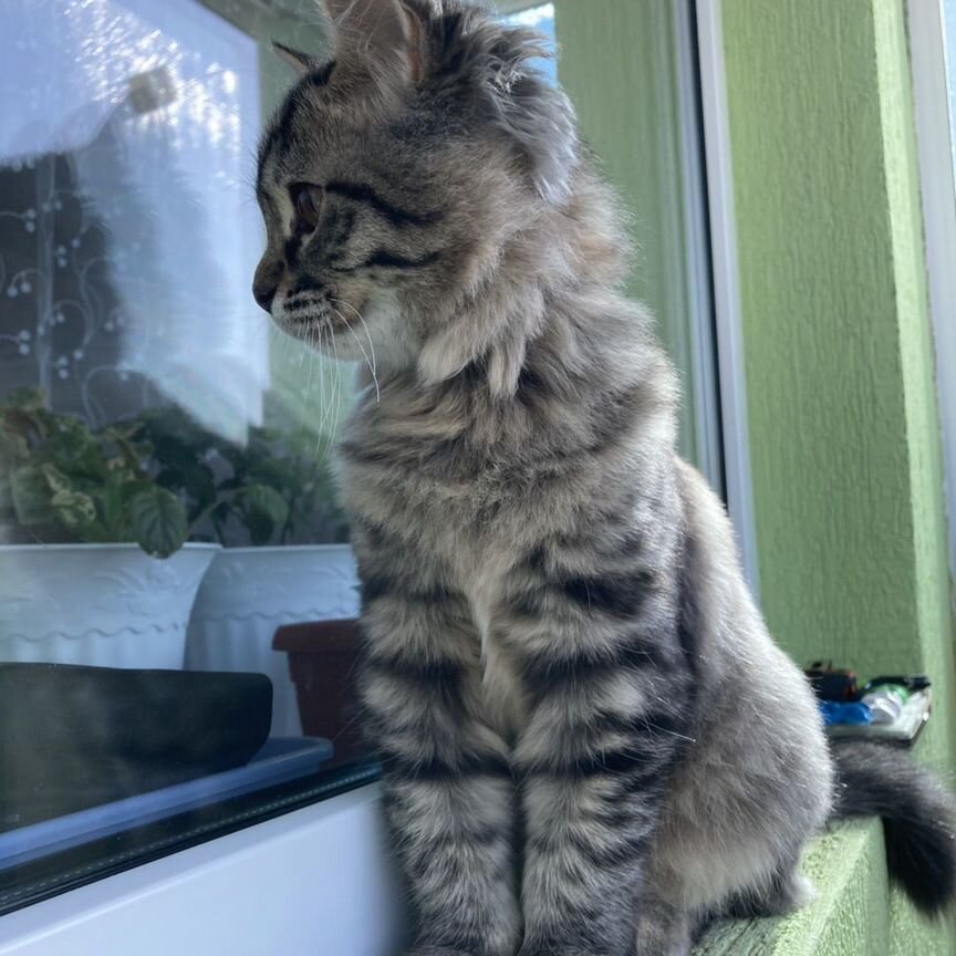 Котенок девочка в добрые руки