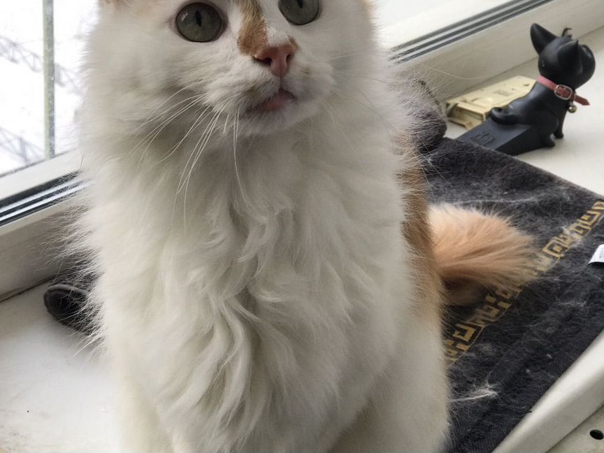 Кот Ватсон