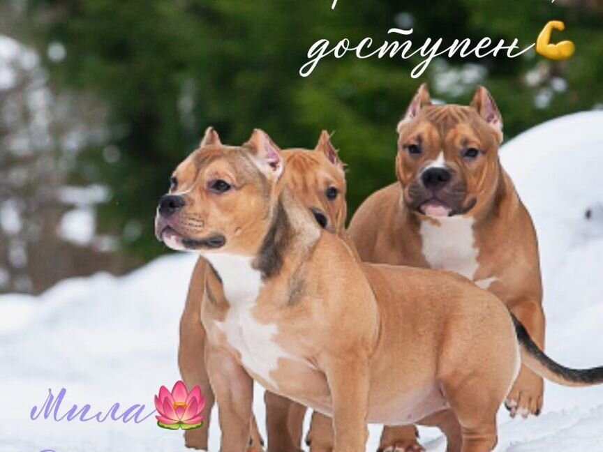 Американский булли девочка и мальчик,5,5 мес,выбор