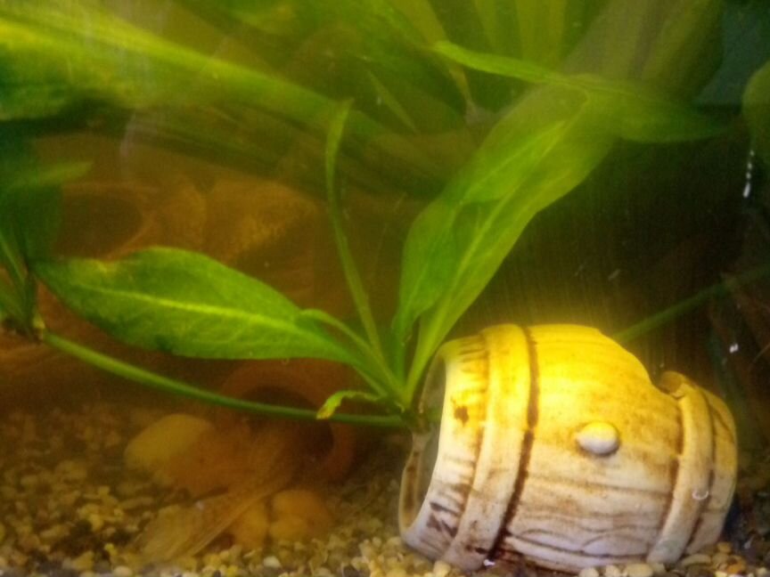 Аквариумные растения