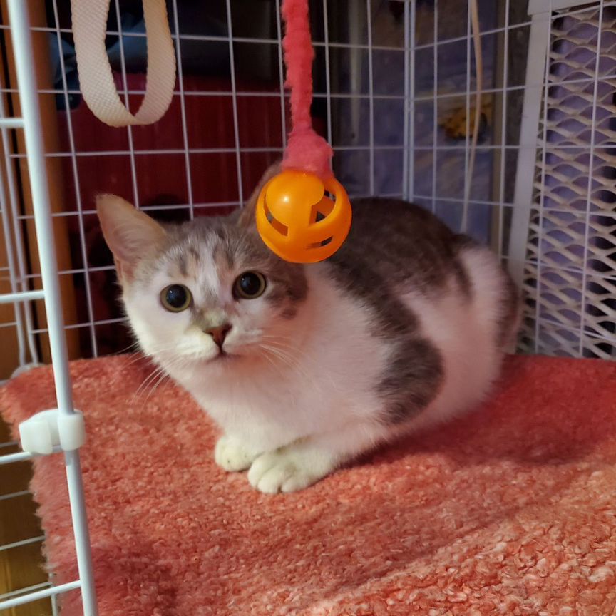 Котёнок мальчик