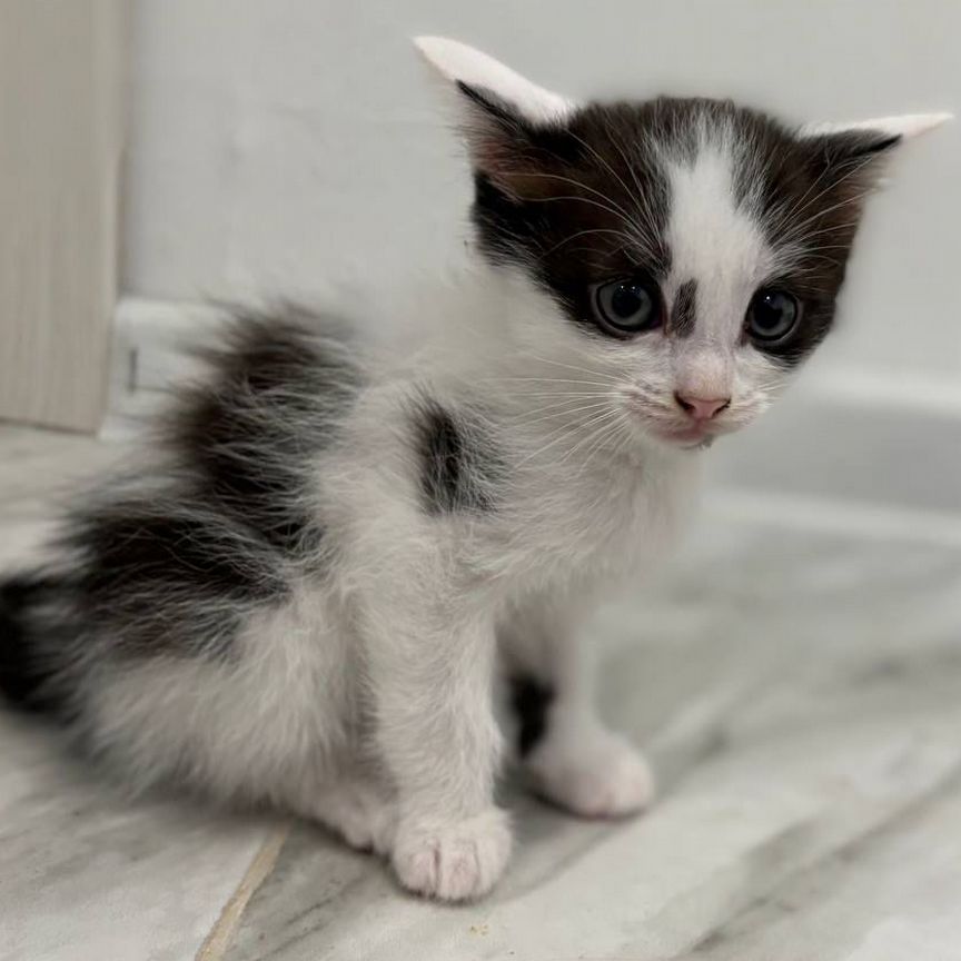 Домашние животные котята бесплатно