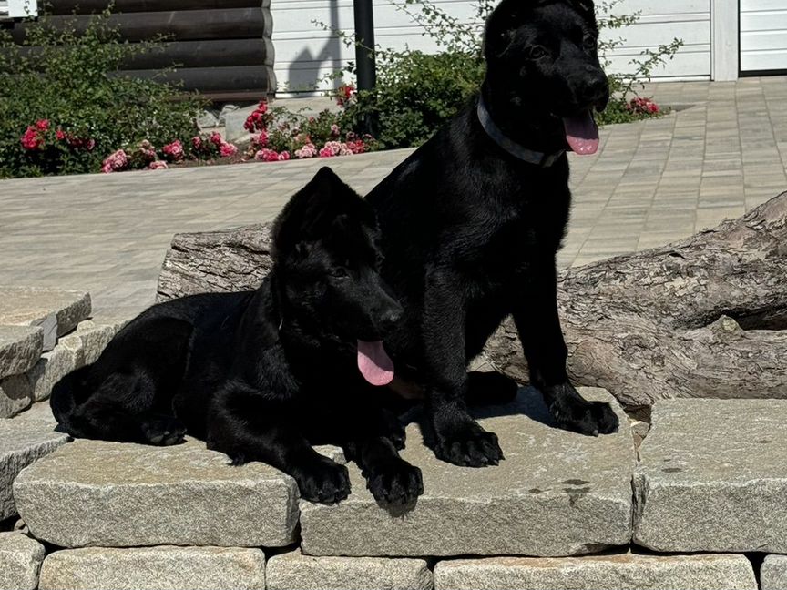 Щенки немецкой овчарки