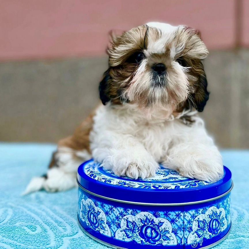 Щенки ши-тцу