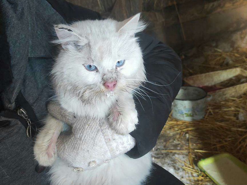 Котик ищет дом