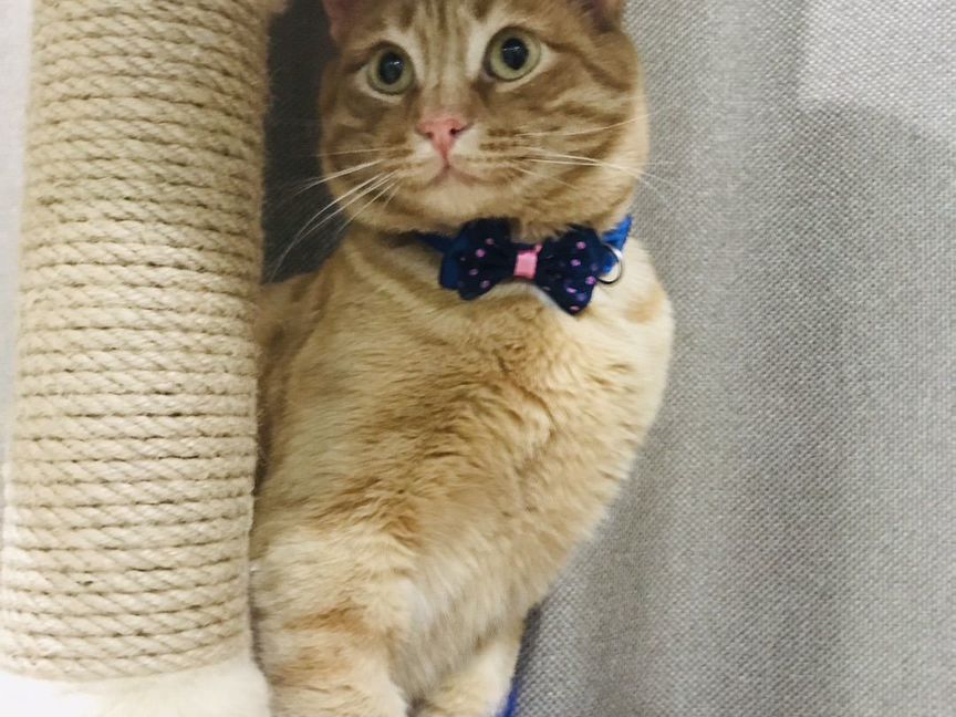 Кот рыжий Элвис