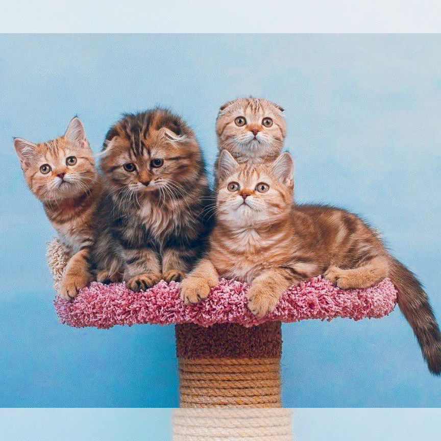 Шотландские вислоухие мраморные тигрята