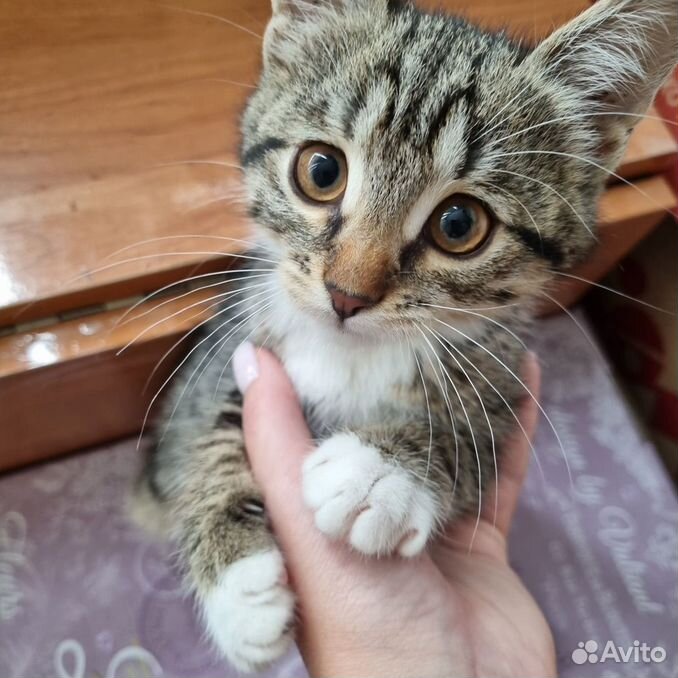 Котенок Василиса в добрые руки