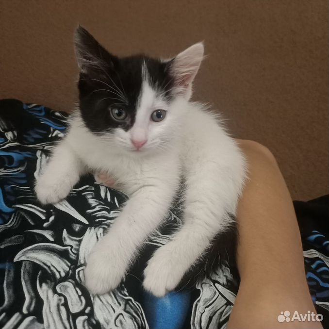 Котенок В добрые руки В дар Кошечка