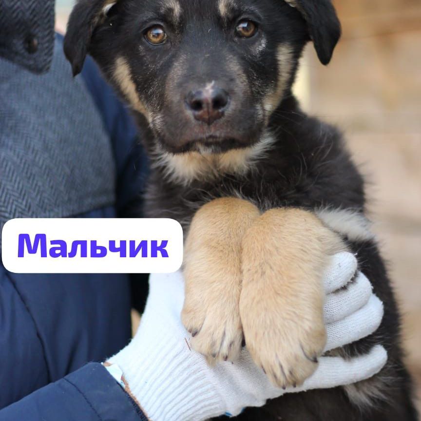 Щенок в добрые руки