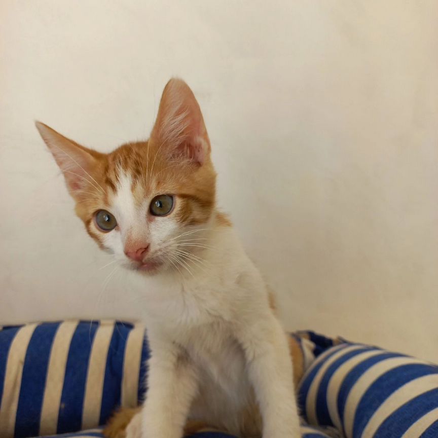 Котенок в добрые руки бесплатно