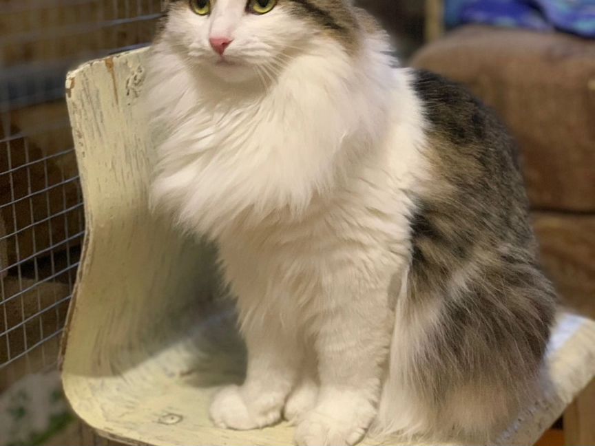 Кошка Кассандра