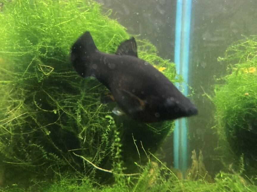 Рыбки аквариумные Моллинезии, мальки