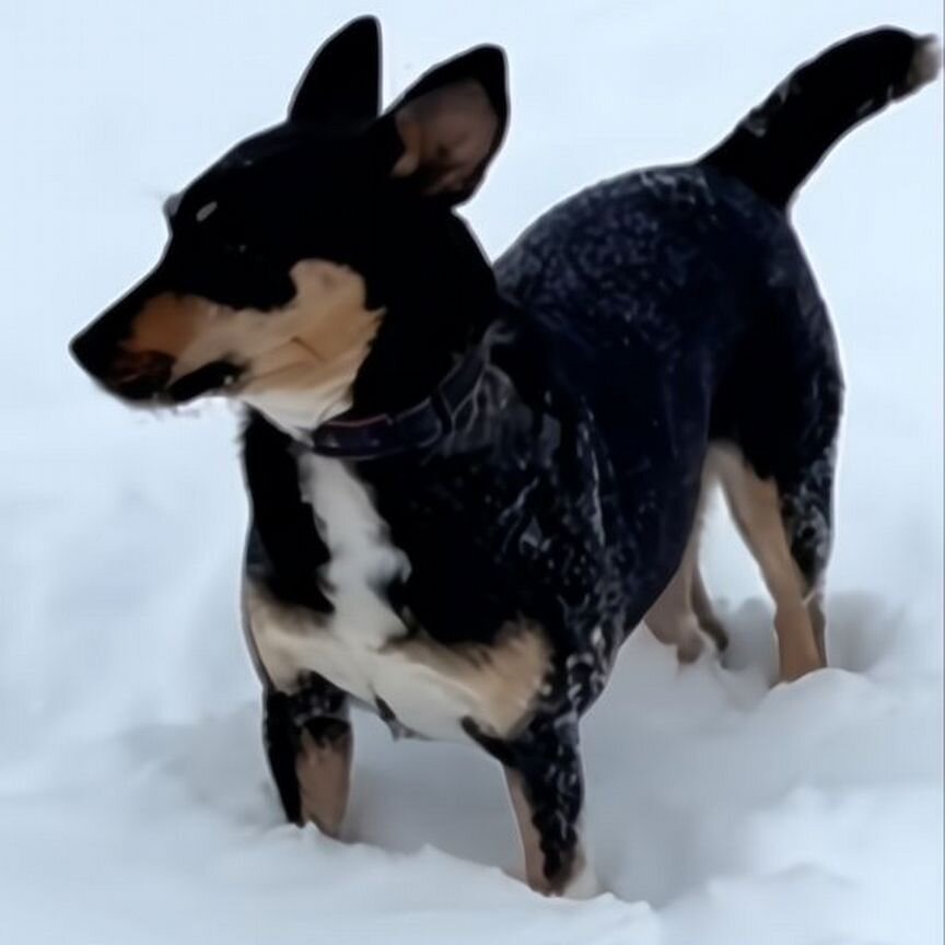 Взрослая собака от частного владельца