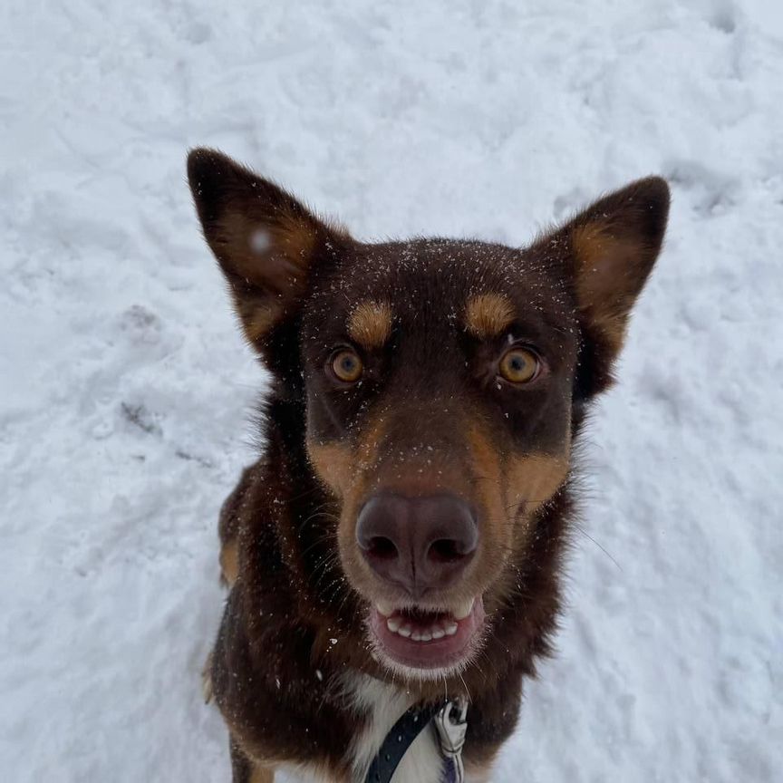 Веселый Персик ищет дом