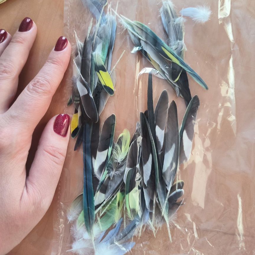 Перья волнистого попугая