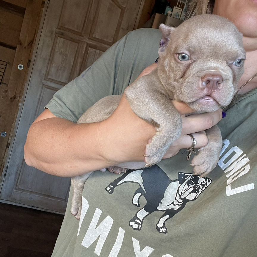 Америкаский булли экзот