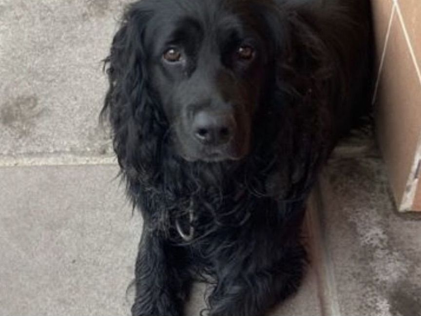 2 Охотничьи собаки - Заблудились