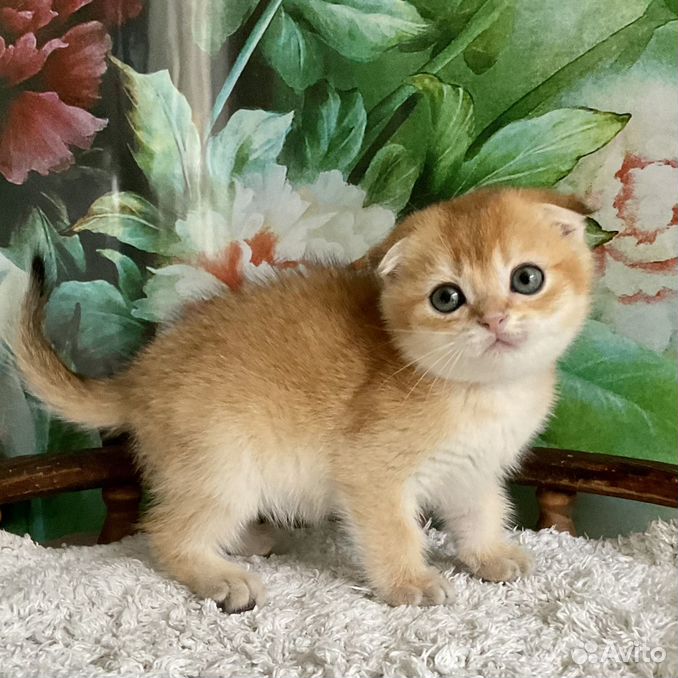 Золотой мальчик Скоттиш фолд с документами