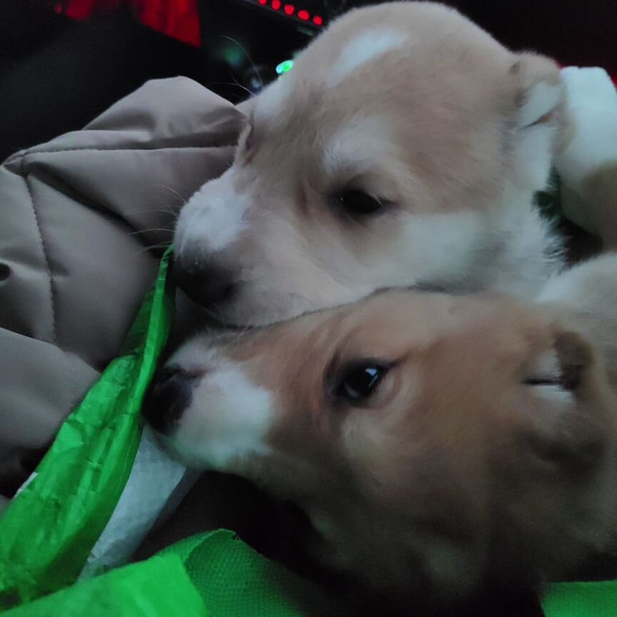 Среднеазиатская овчарка, щенок