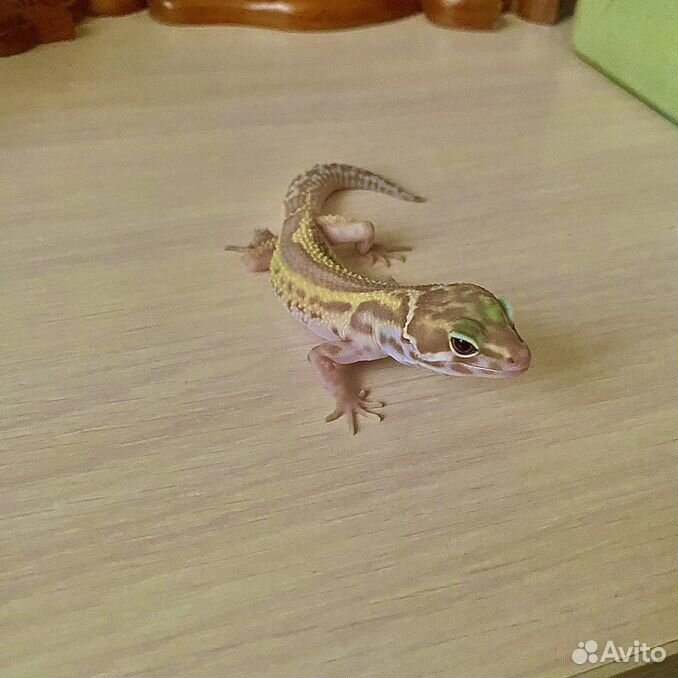 Ящерица эублефар Морфа Albino watermelon