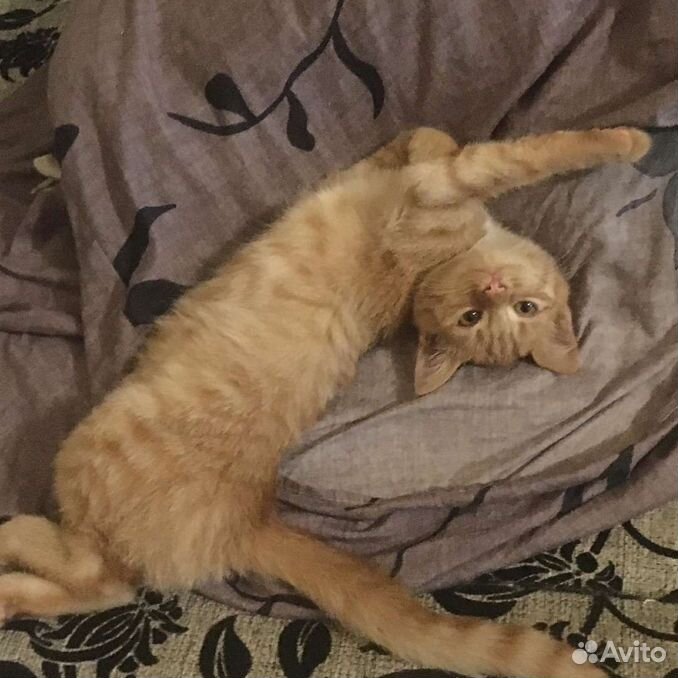 Котята в хорошие. Ответственный руки
