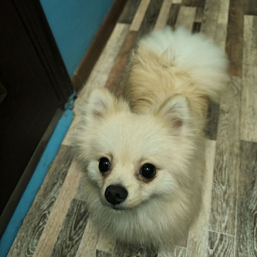 Померанский шпиц, щенок