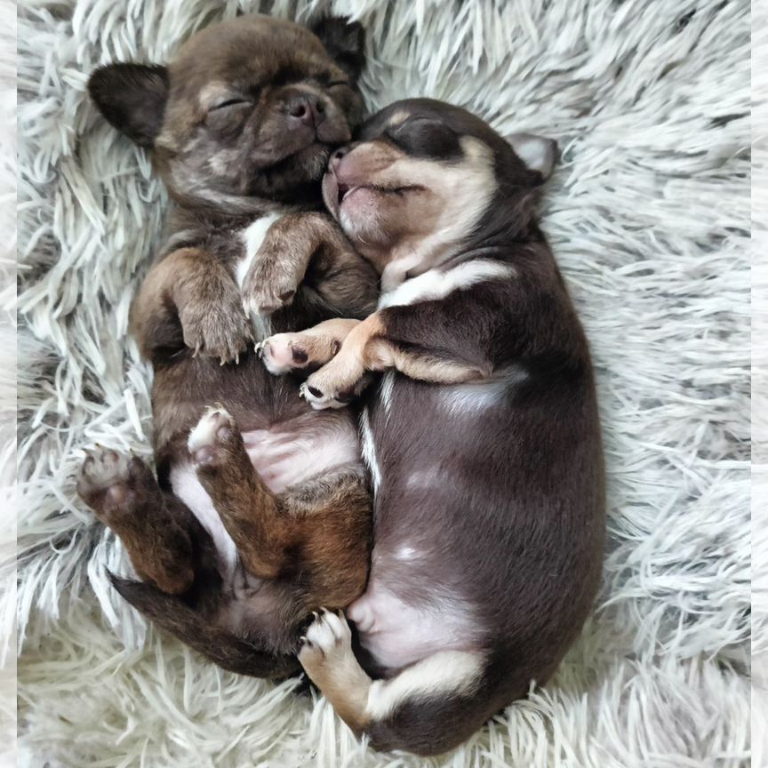 Чихуахуа, щенок