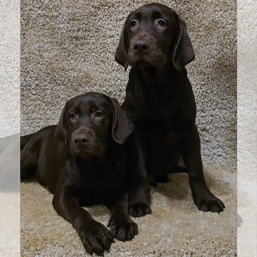 Лабрадор-ретривер, щенок