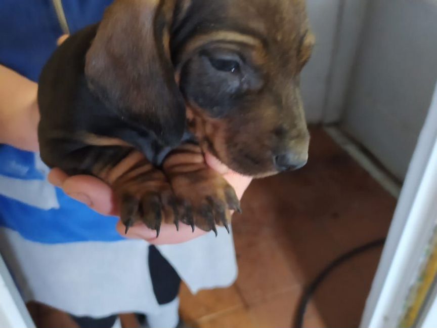 Таксодетки)